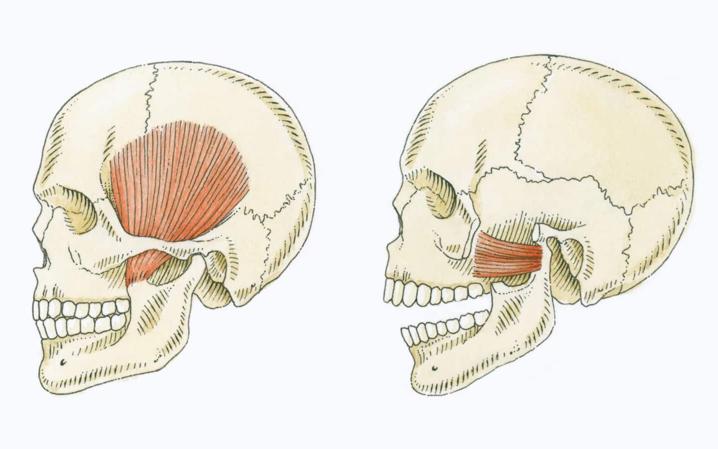Comment se muscler la mâchoire ? - Young Gent